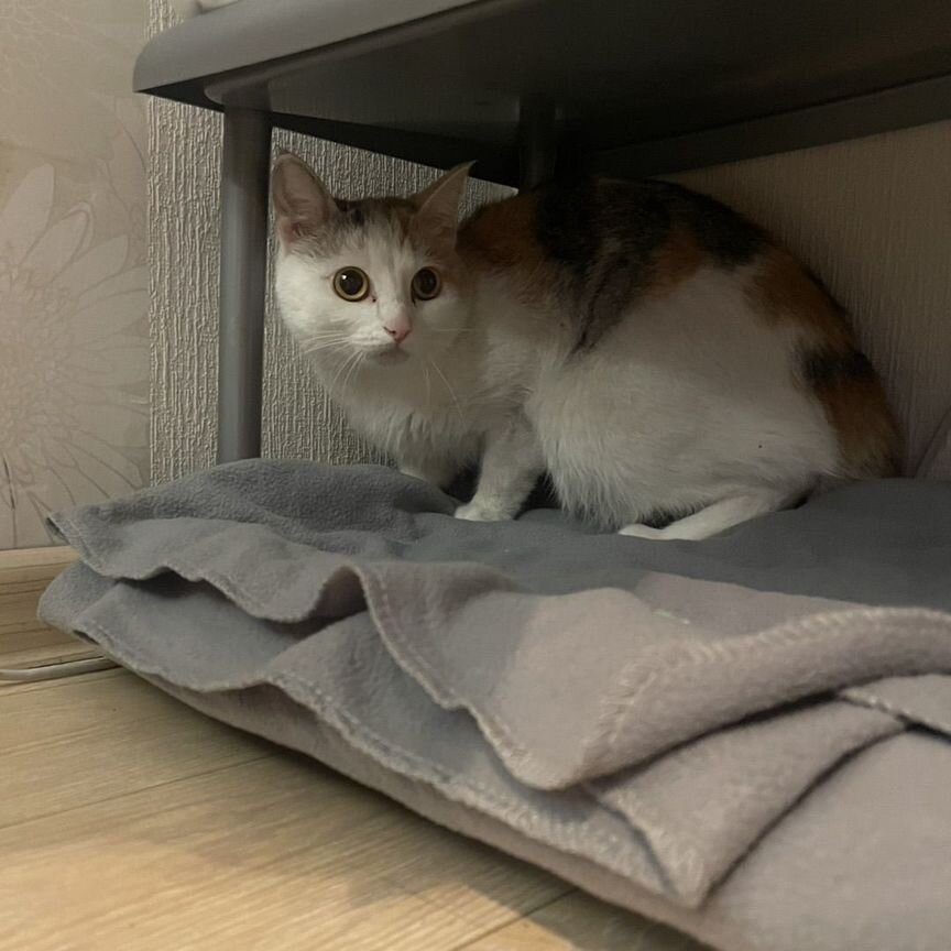 Трехшерстная кошка