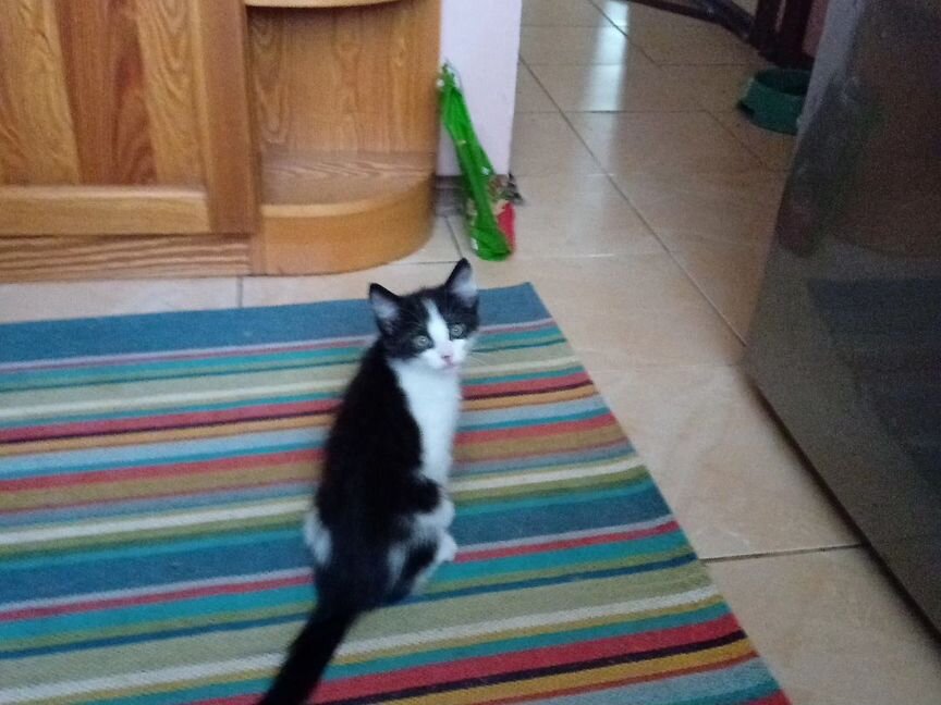 Котик от сибирской кошки в туалет приучен