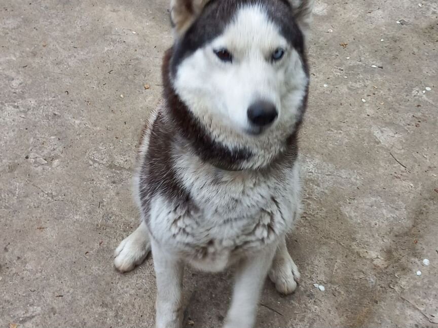 Хаски