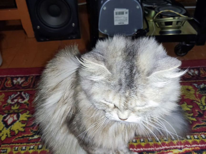 Кошки