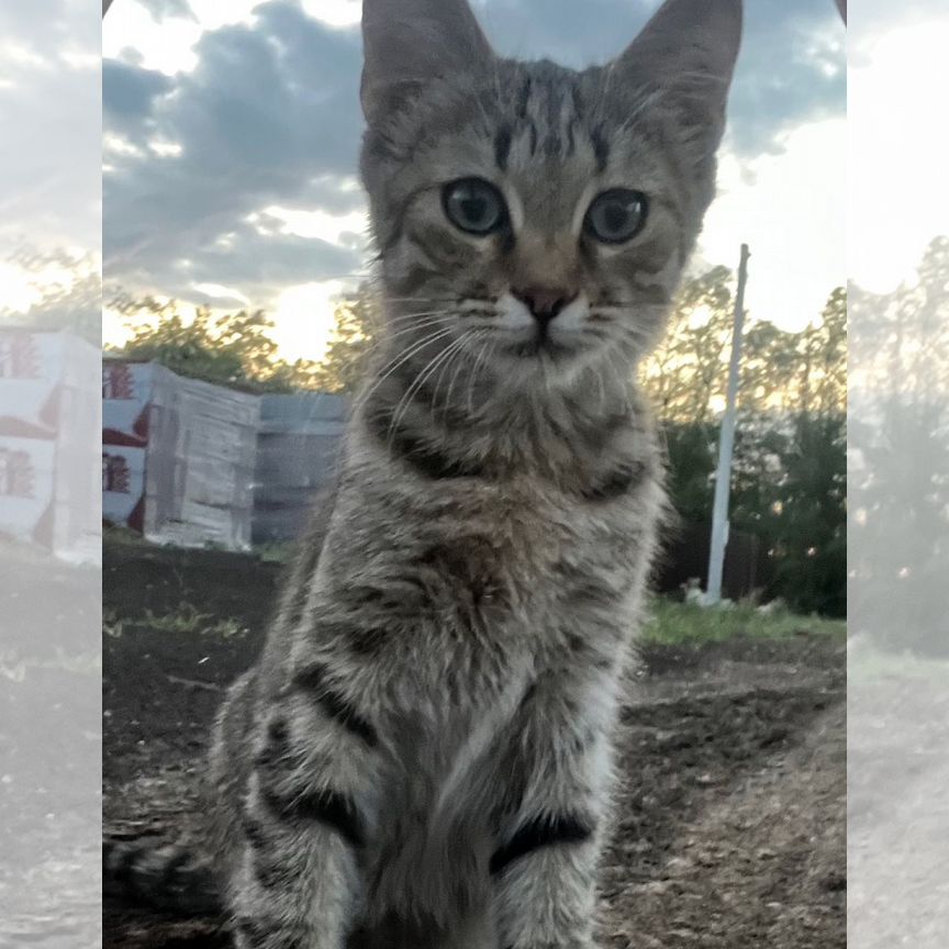 Котик в добрые руки похож на бенгала
