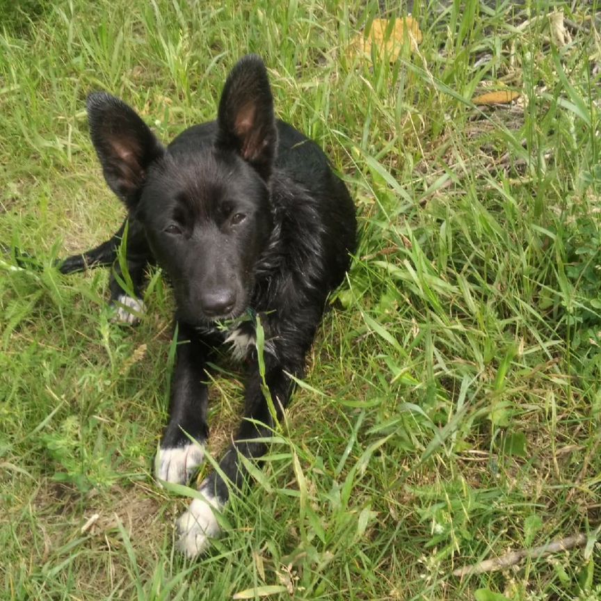 Собака в добрые руки