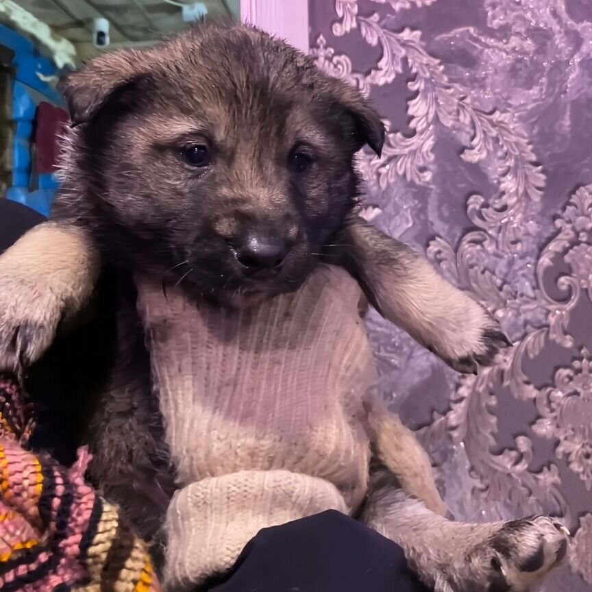 Западносибирская лайка, щенок