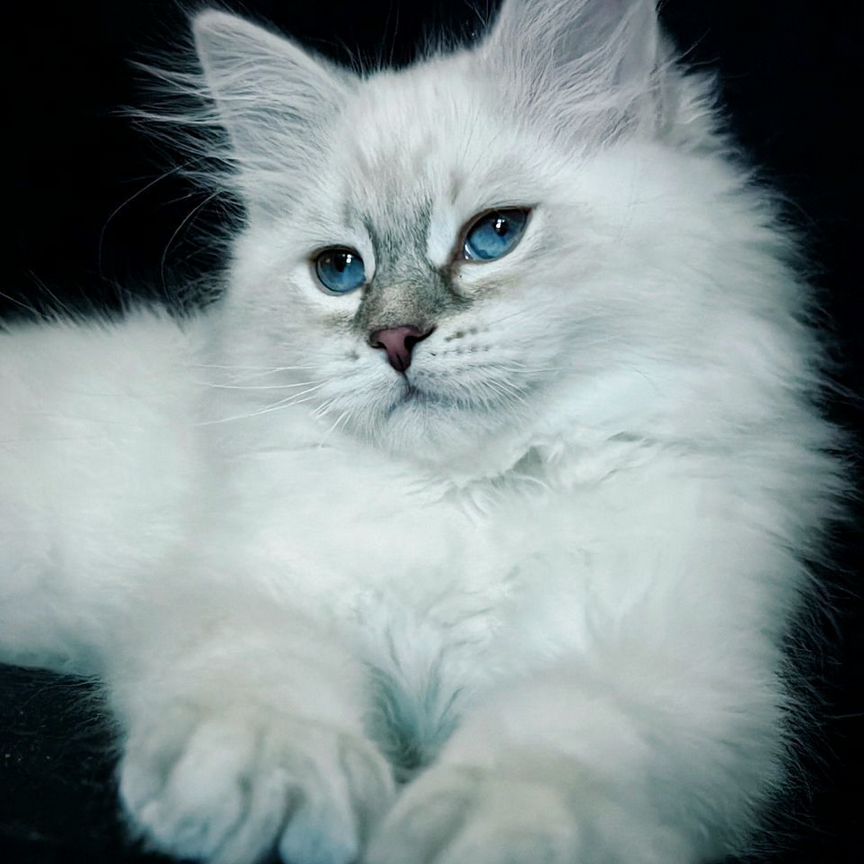 Невский маскарадный котёнок