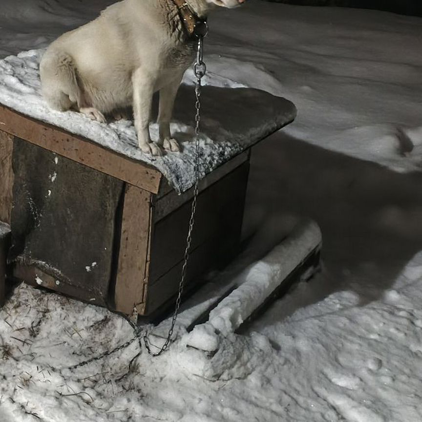 Западносибирская лайка, взрослая собака