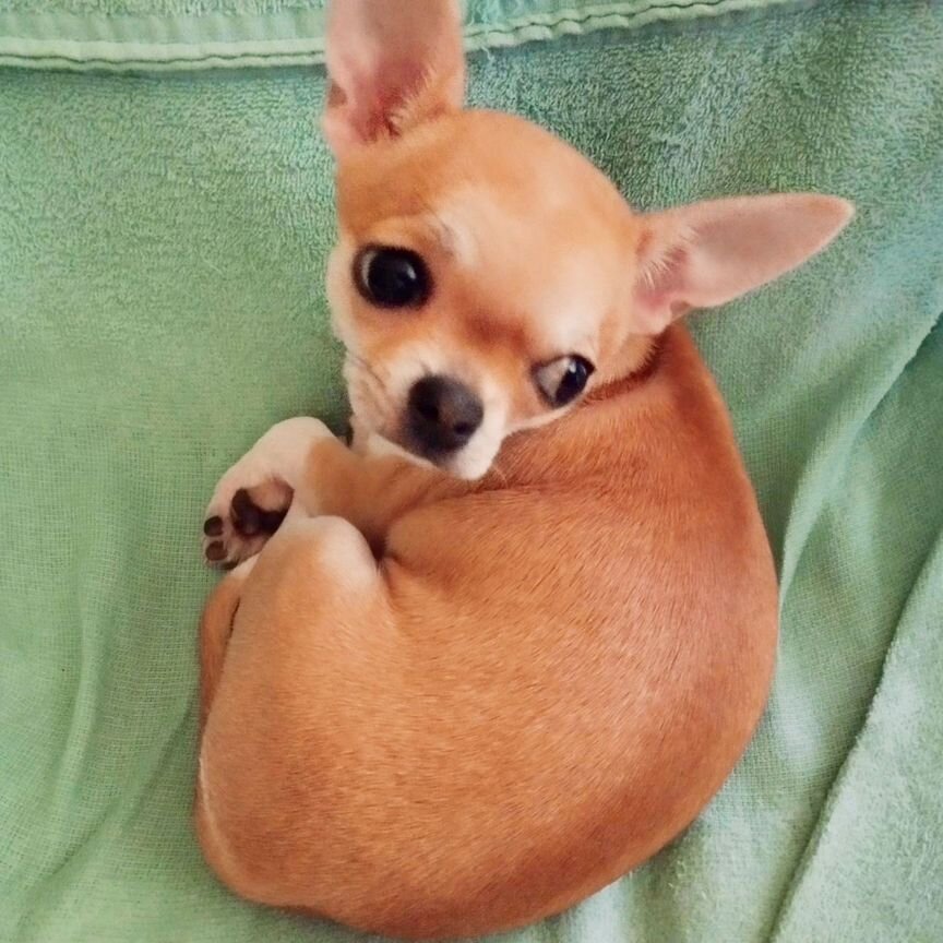 Маленький бесенок Шери