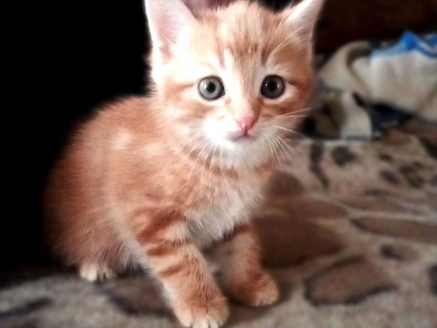 Котёнок помесь шотландской