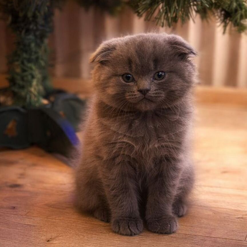 Шотландский вислоухий короткошёрстный котёнок