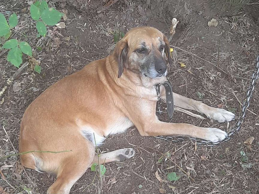 Спаниель в добрые руки