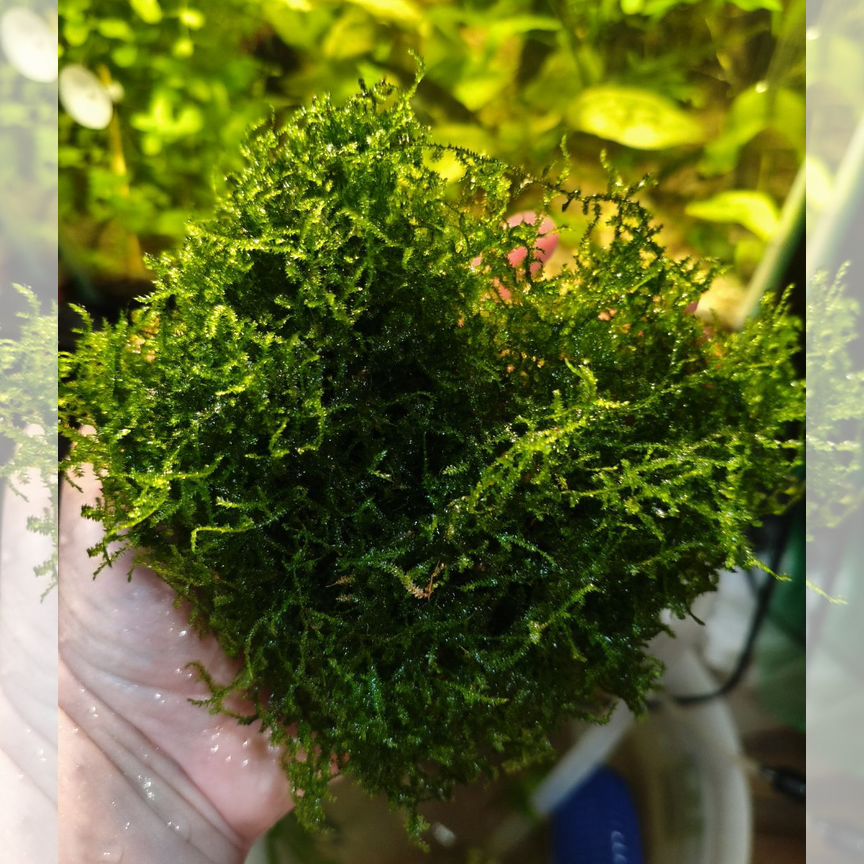 Мох аквариумный