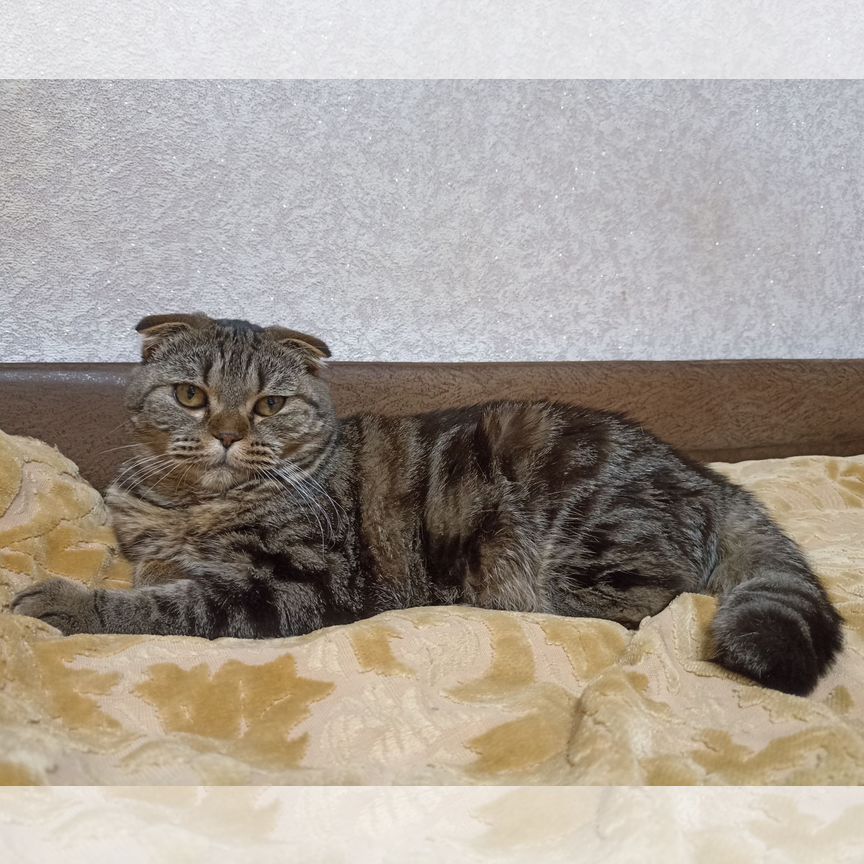 Шотландский кот вязка