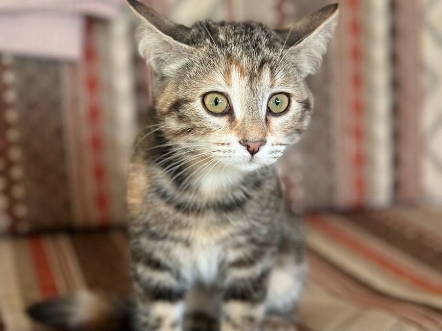 Котенок 4мес Леона