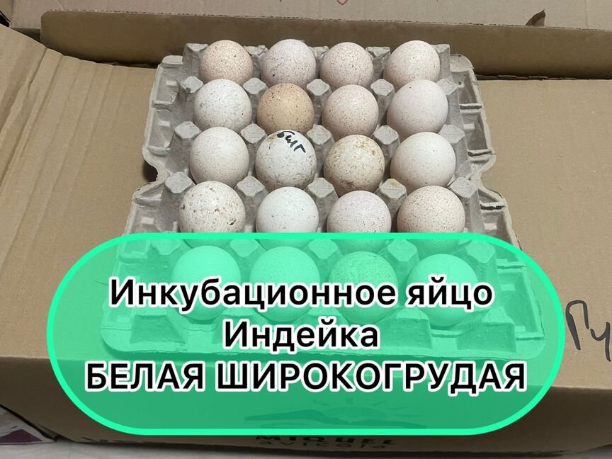Инкубационное яйцо индейка бшг