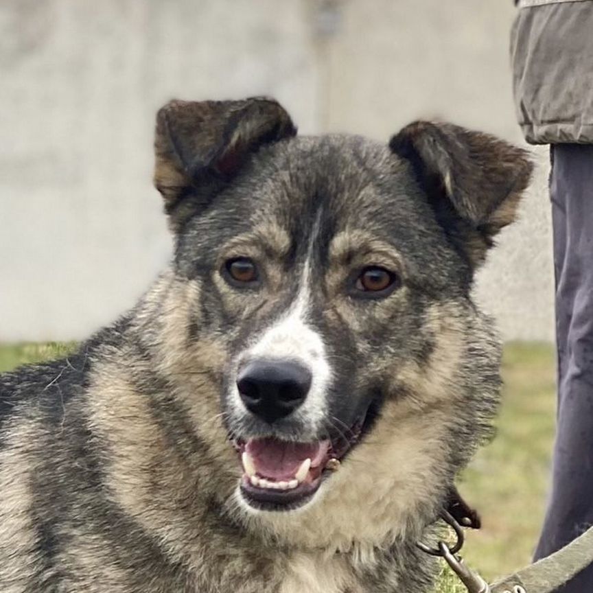 Взрослая собака в добрые руки