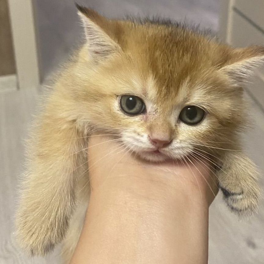Британские котята золотая шиншилла