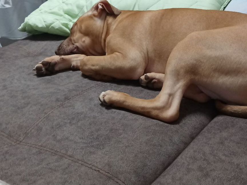 Щенок питбультерьера