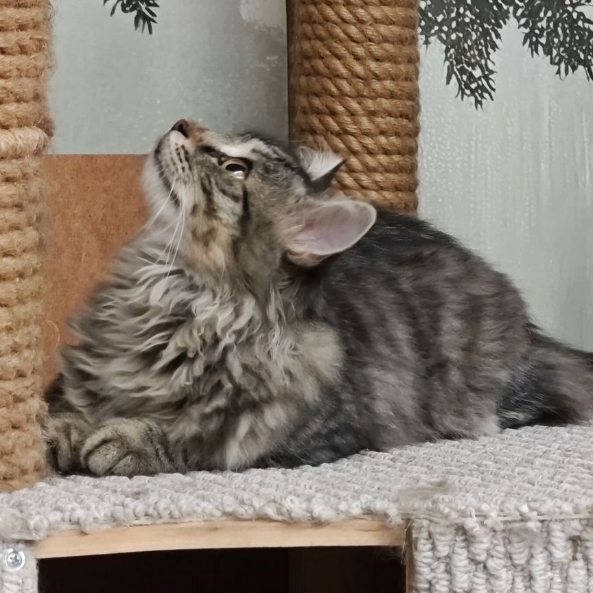 Сибирский котёнок