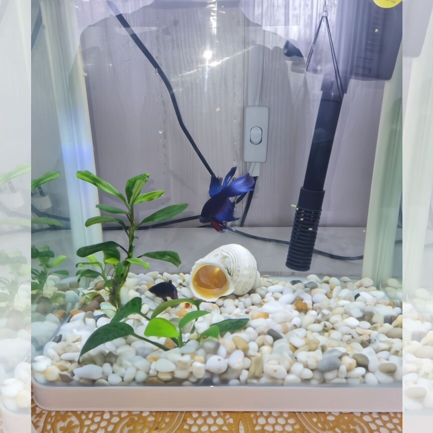 Аквариум с рыбками