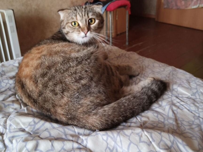 Котята в добрые руки бесплатно