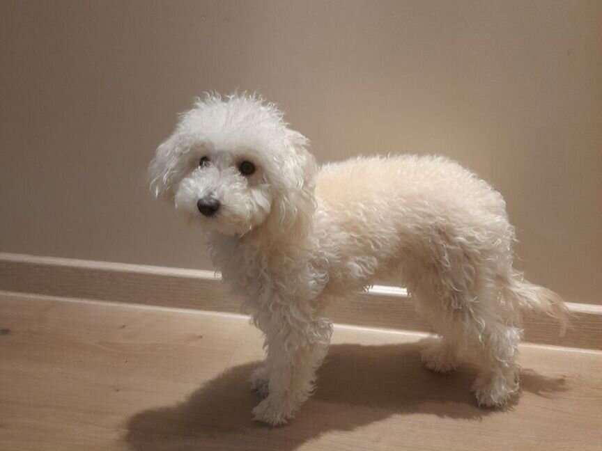 Собака мальтипу мини