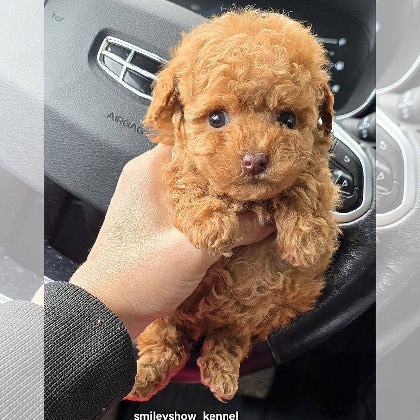 Той-пудель, щенок