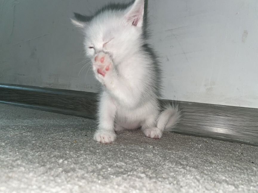 Кошечки белые