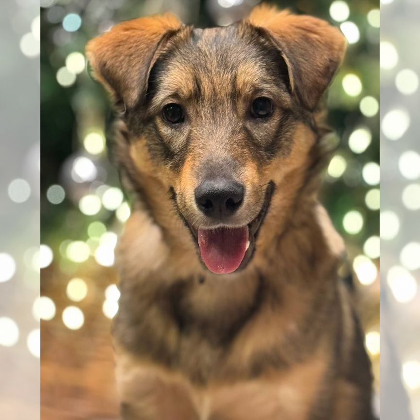 Щенок девочка в добрые руки