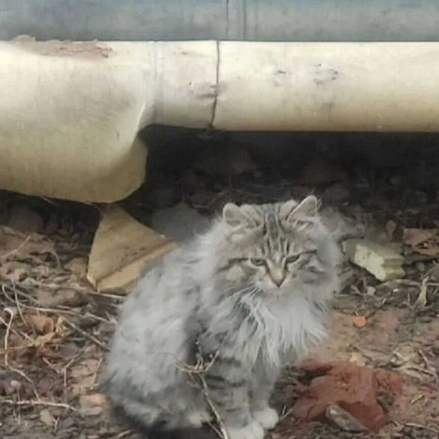 Кошечка в добрые руки
