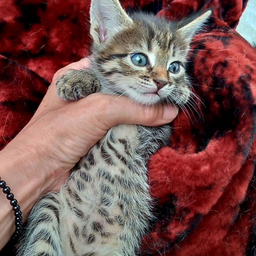 Усатый полосатый в дар