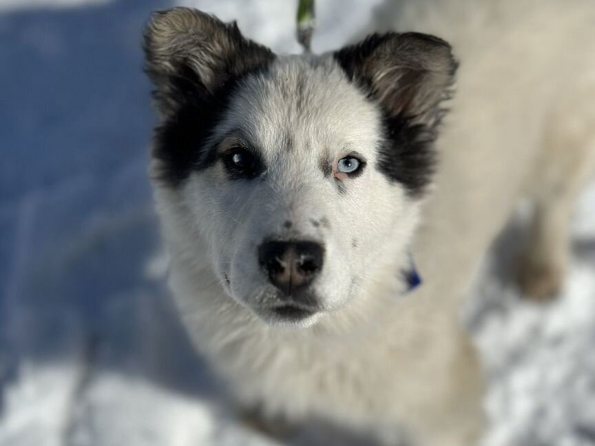 Щенок мальчик в ответственные руки