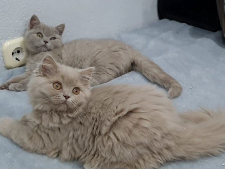 Чудо - котенок, фавновое облачко