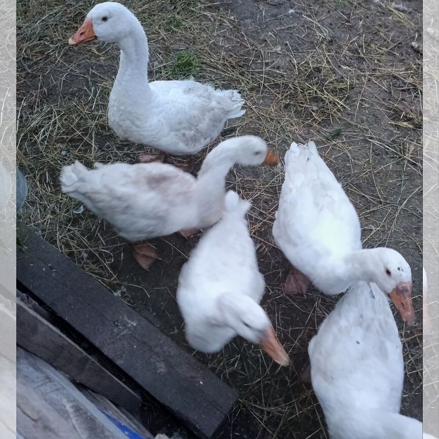 Продам Гуси
