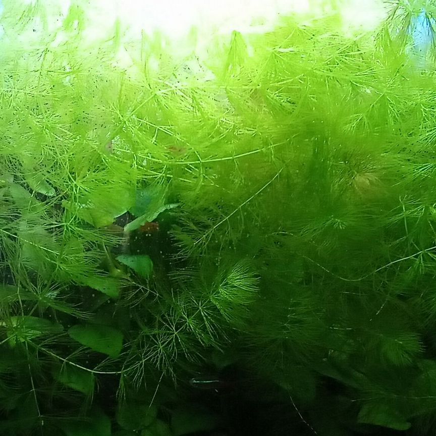 Роголистник в аквариум