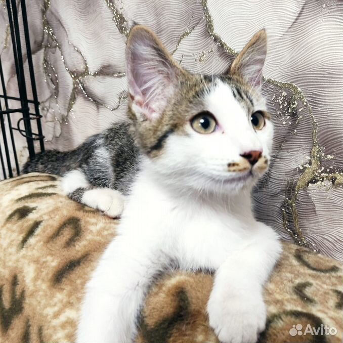 Чаплин для вас