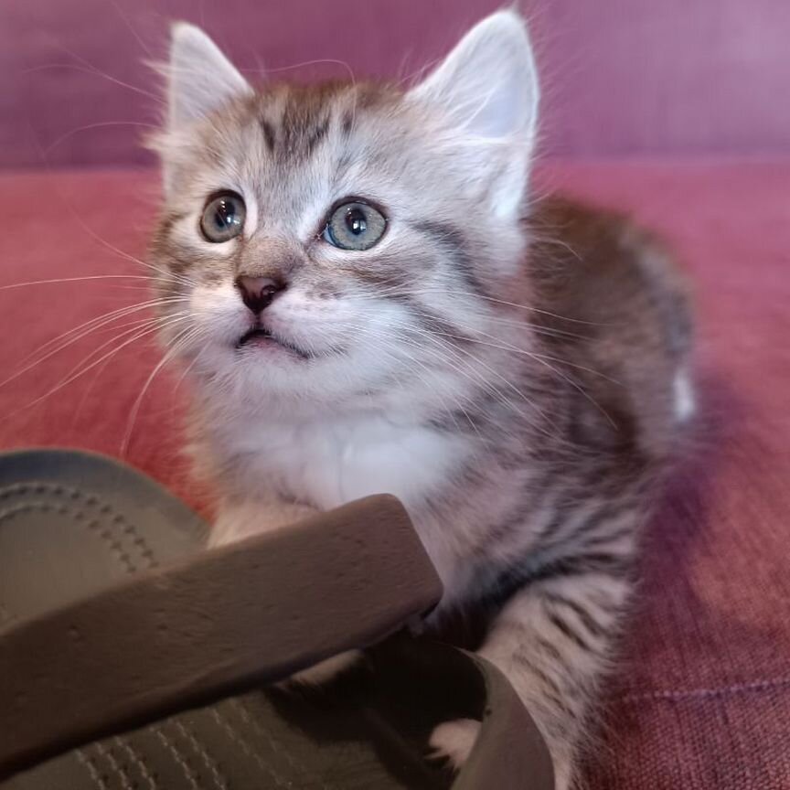 Котёнок от частного владельца