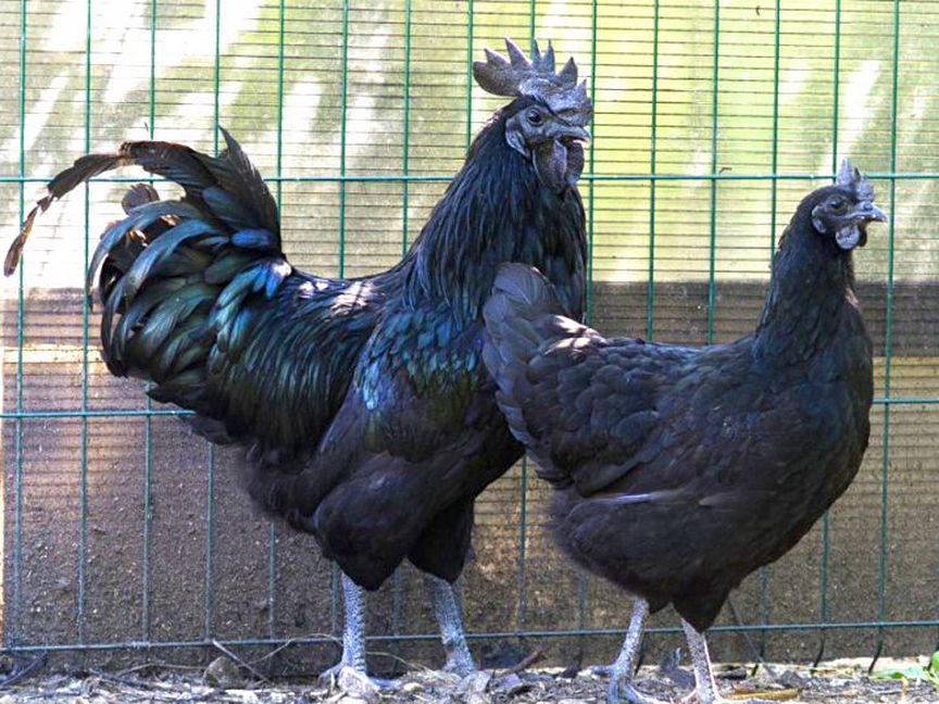 Цыплята аям цемани.ухей илюй лакенданзи