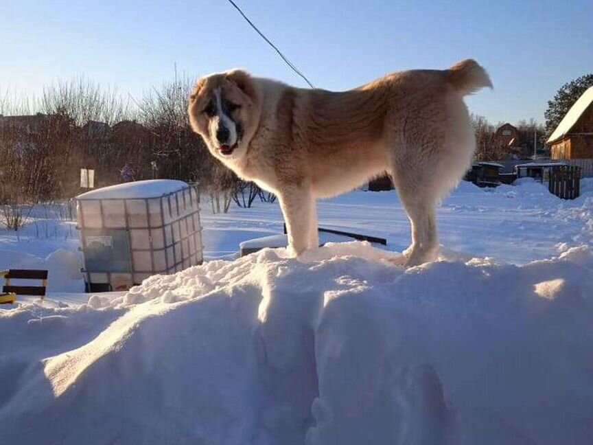 Среднеазиатская овчарка алабай