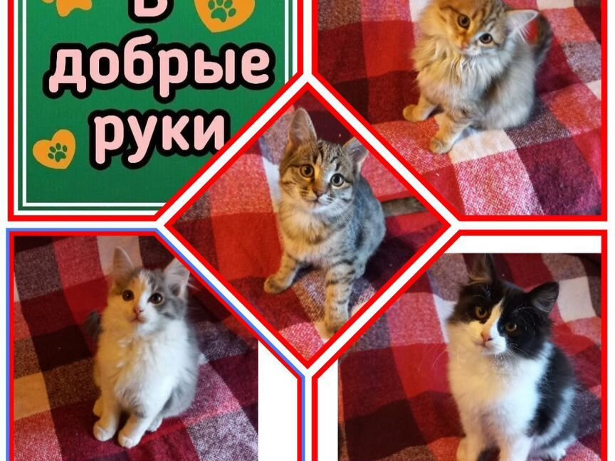 Кошка в дар бесплатно