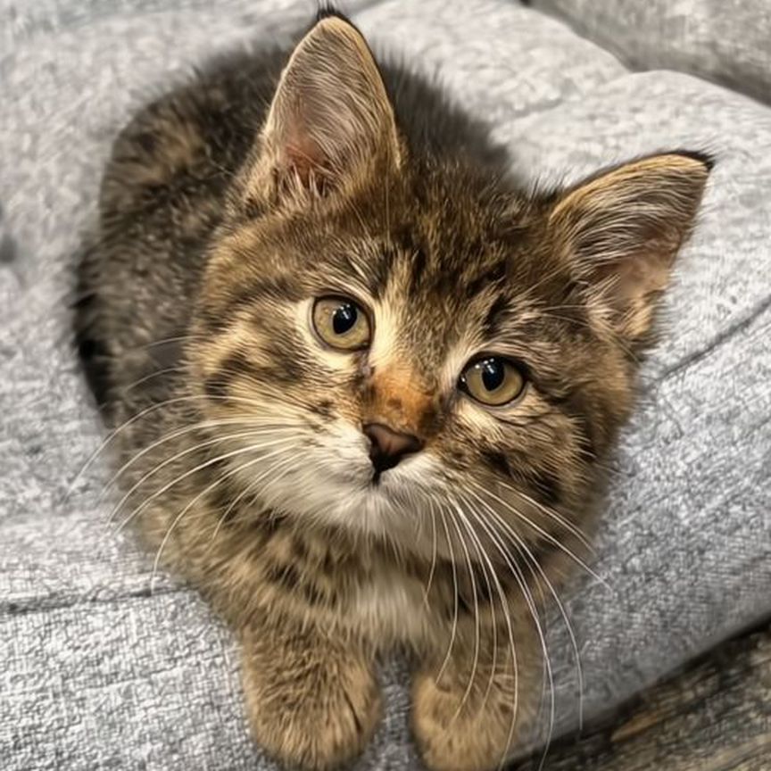 Котёнок в добрые руки