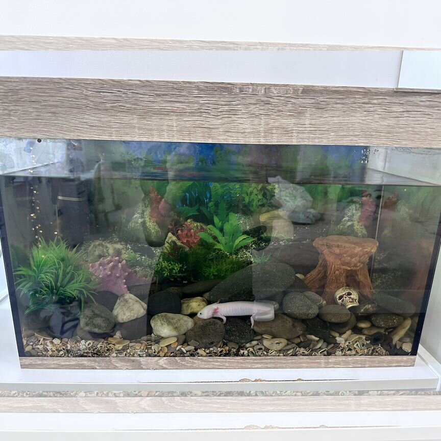 Аквариум с фильтром и белым аксолотлем