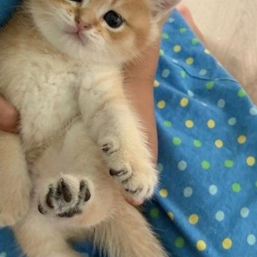Котик