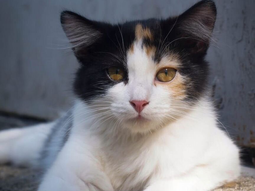 Котенок в добрые руки