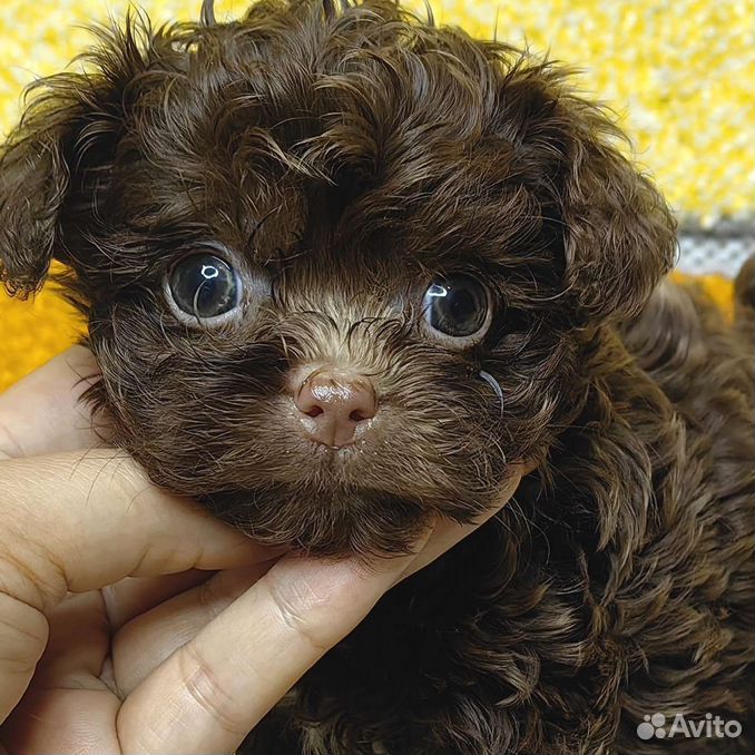 Девочка и мальчик Тecup teddy maltipoo