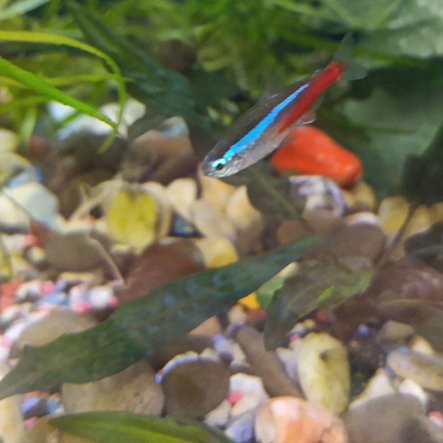 Обменяю неона на рыбку гуппи. Или отдам в стаю