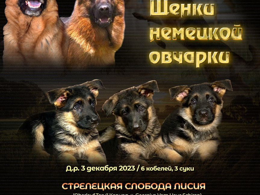 Щенки немецкой овчарки