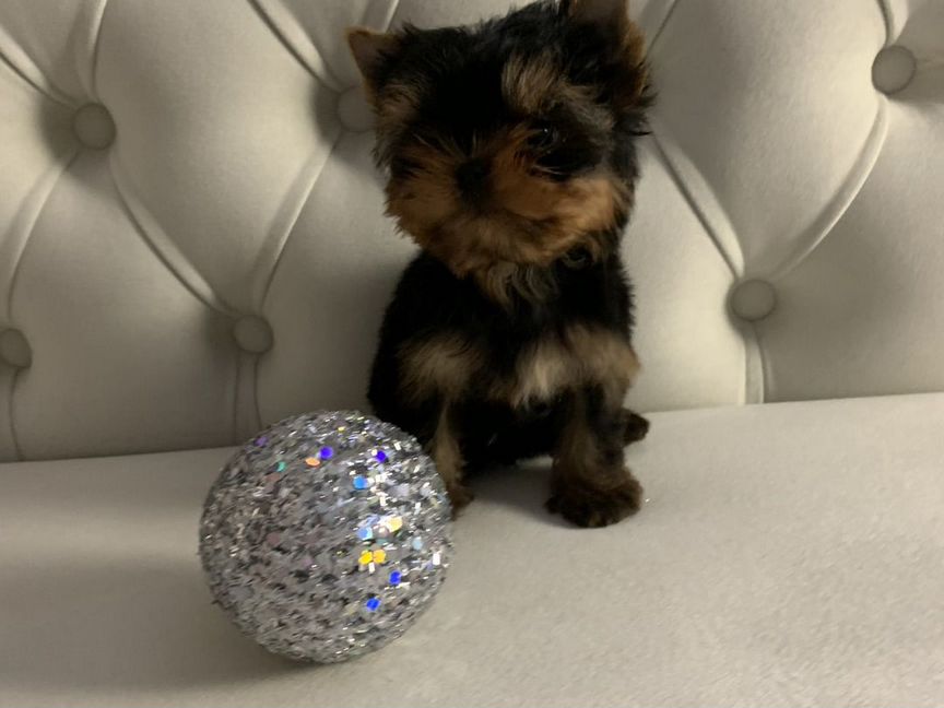 Йоркширский терьер мини щенки беби фейс