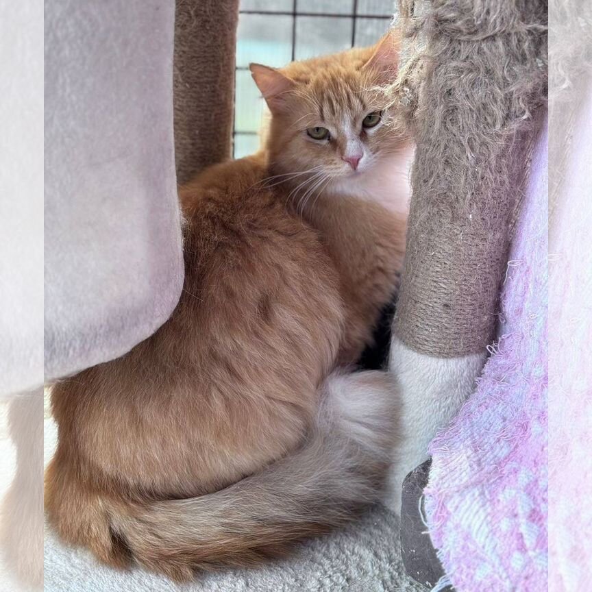 Рыжая пушистая кошечка из приюта