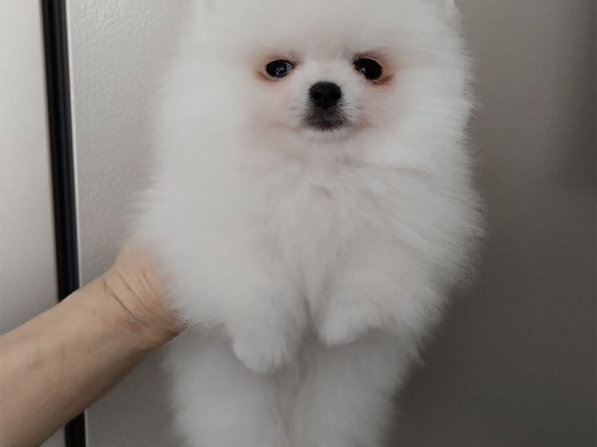 Очаровательные крошки