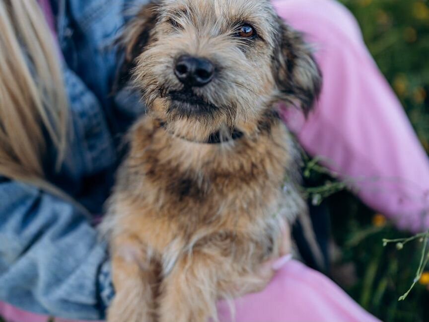 Собака щенок самый красивый