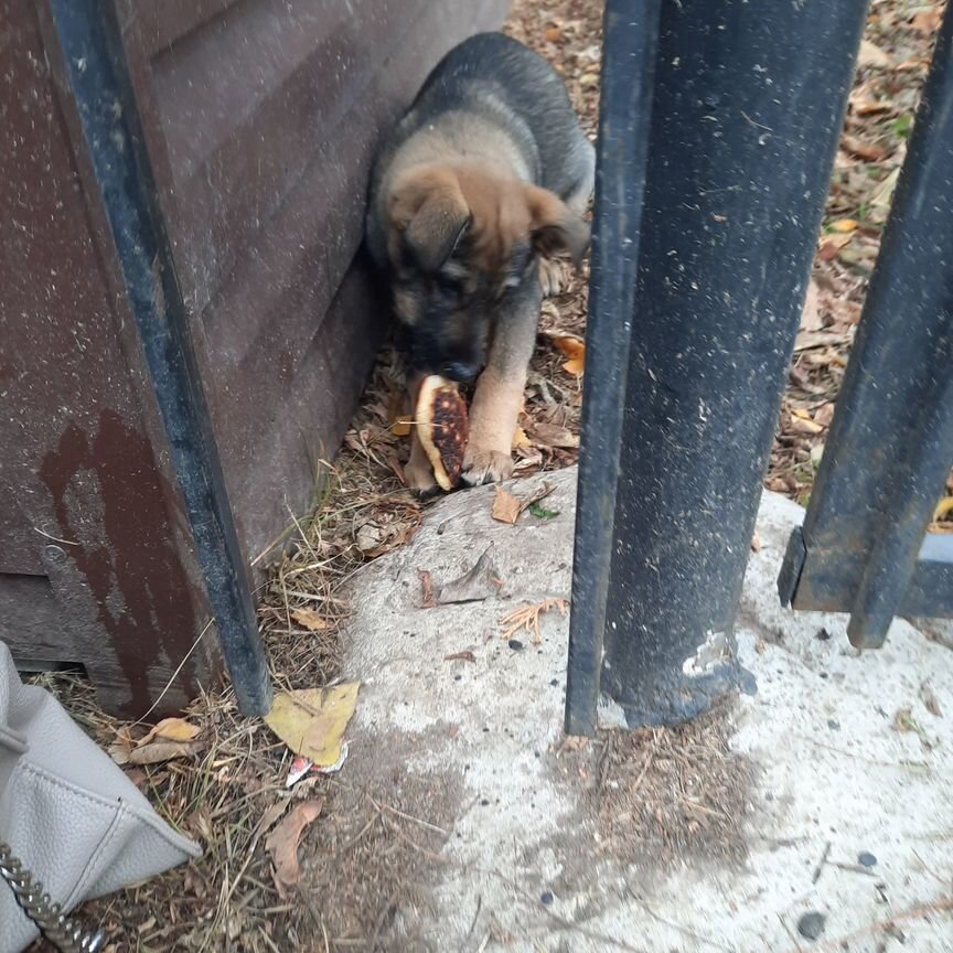 Отдам в добрые руки